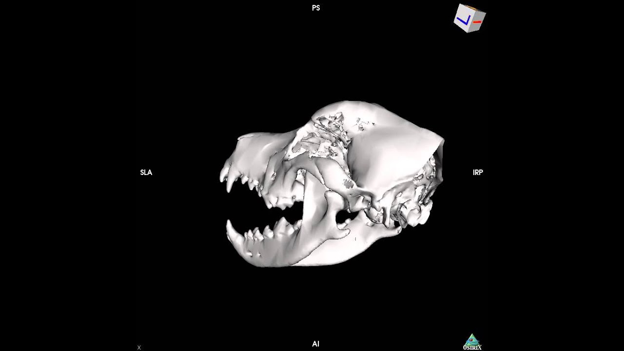 Bloqueo mandibular en un perro con displasia temporomandibular - YouTube