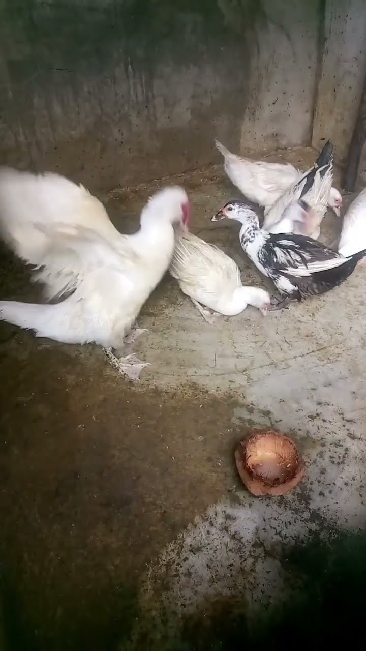 pagkain ang mga pato - YouTube