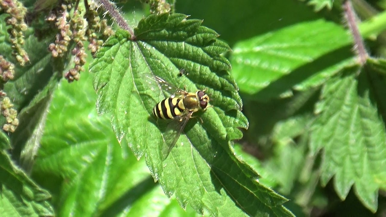 Common Banded Hoverfly UK Wildlife - YouTube