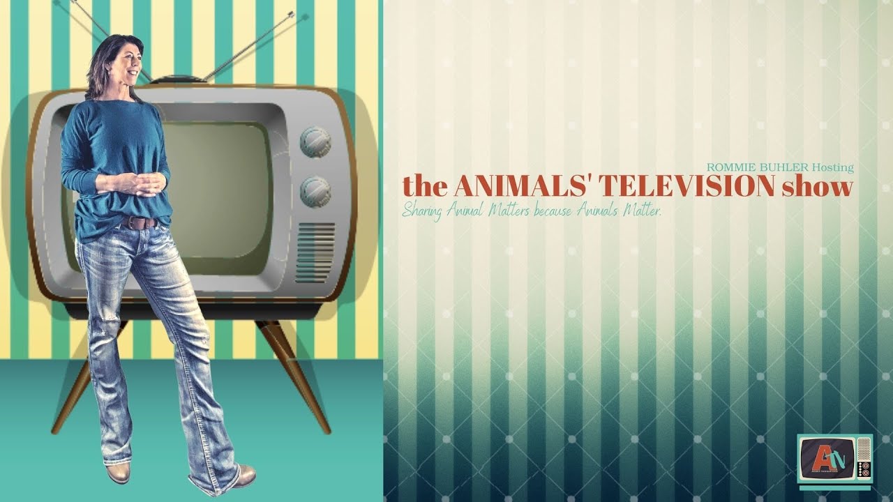 the ANIMALS' TELEVISION show - YouTube