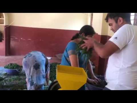 Pepper Thresher Machine - YouTube