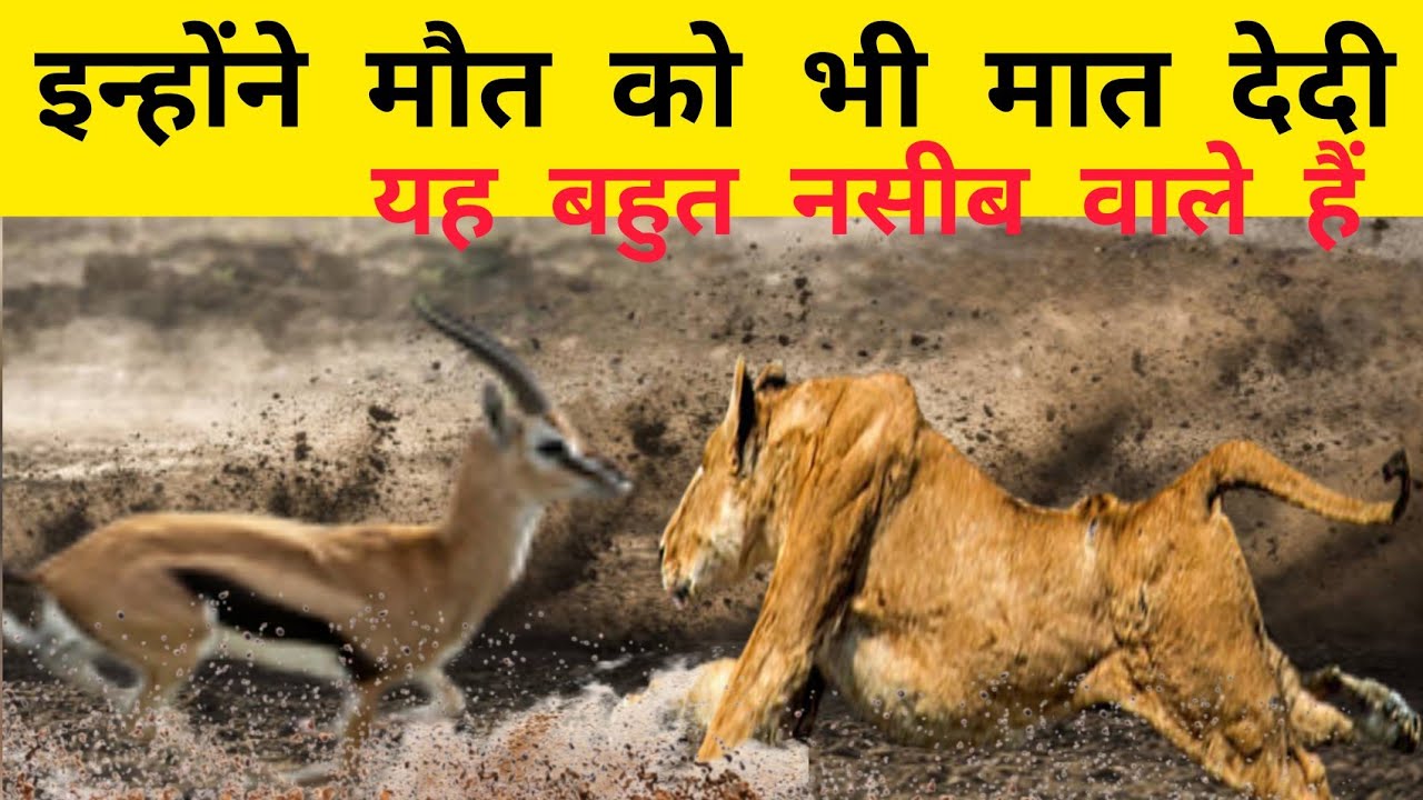 शिकारियों से बचने वाले जानवर!animals escaping from predators! - YouTube