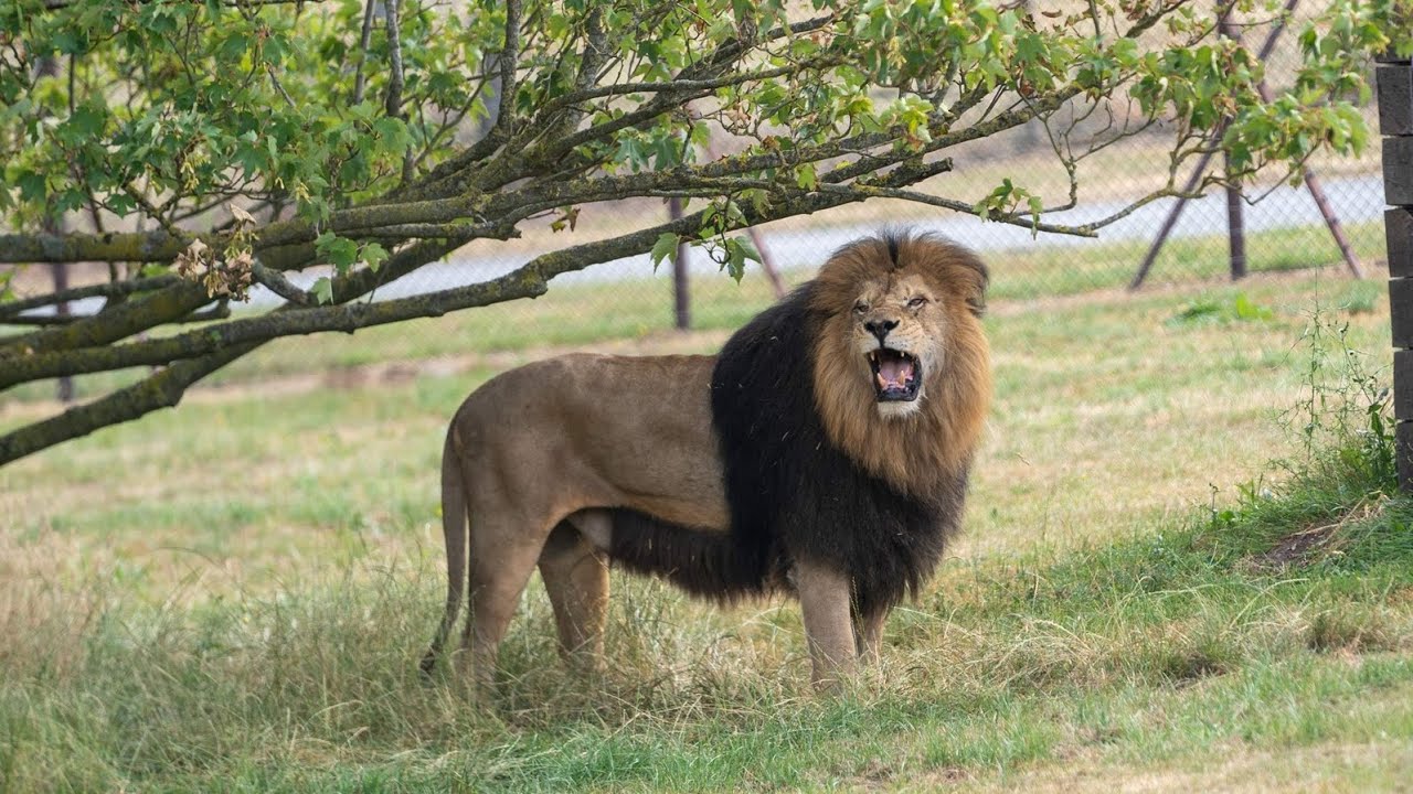 Saudi Arabia Re introduce Lions tigers and Leopard into the Royal ...