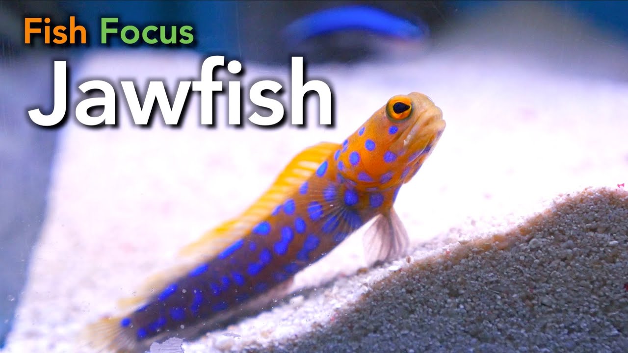 Fish Focus - Jawfish - YouTube