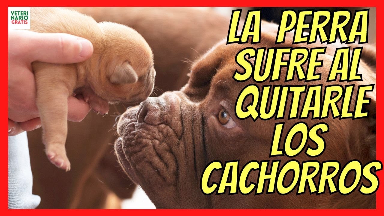 🐶 ¿LA PERRA SUFRE AL QUITARLE LOS CACHORROS? 🐶 ¿CUANDO SE DESTETA A UN ...