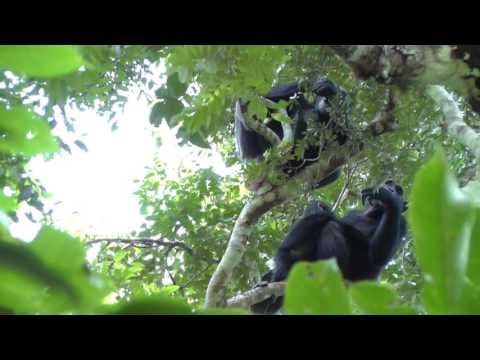 Chimpanzee Tanja begs for monkey meat from Gladez - YouTube