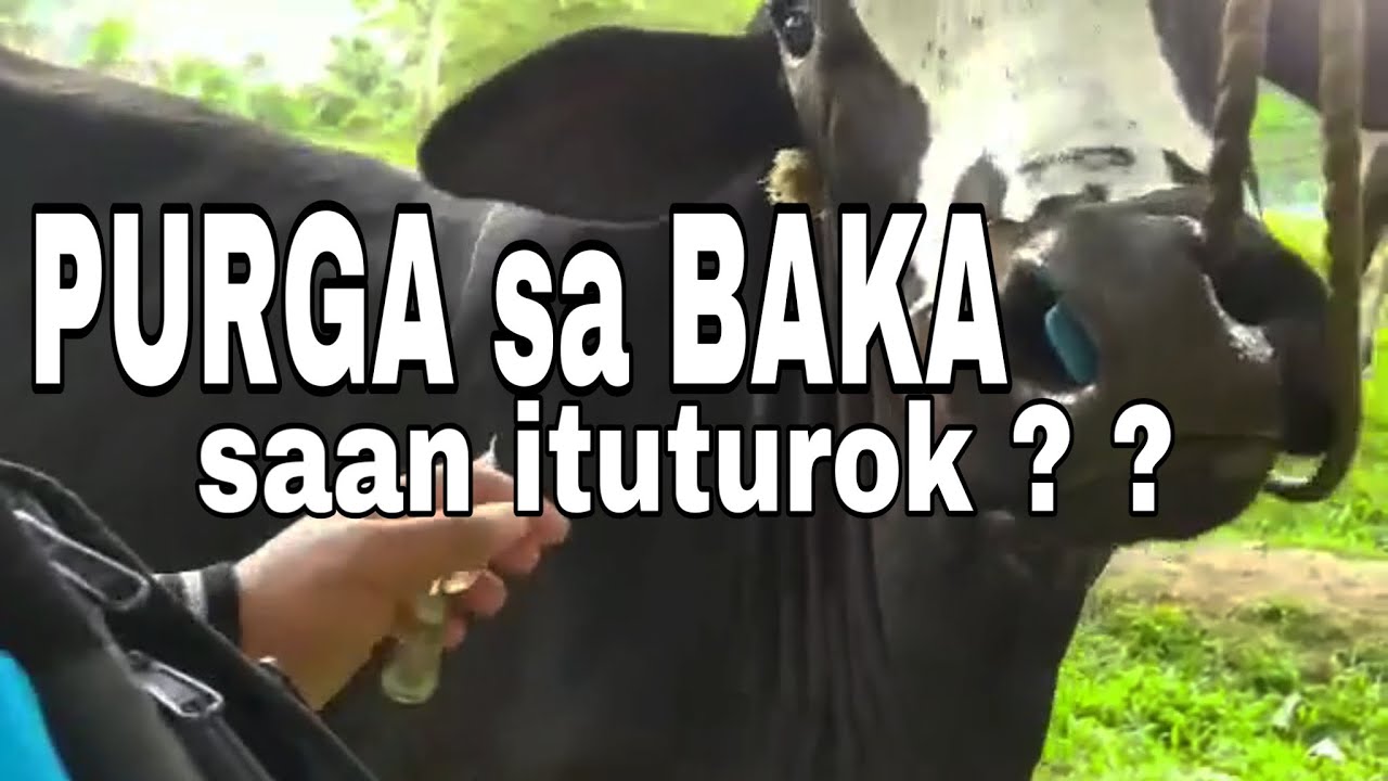 PURGA SA BAKA saan ituturok ?? WATCH BAKAHAN CEBU CITY - YouTube
