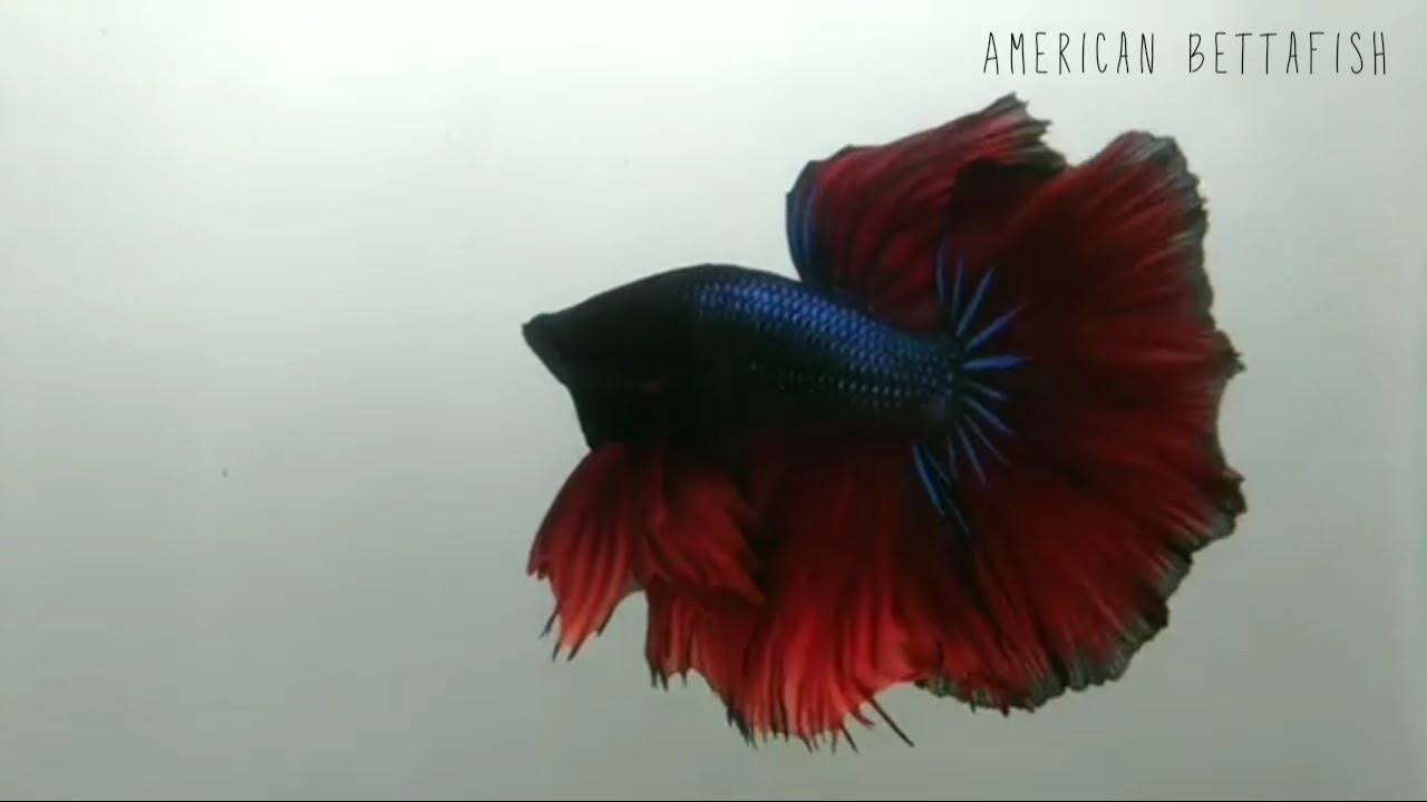 BETTA FISH SUPER BLUE DRAGON RED ROSETAIL HALF | AMERICAN BETTAFISH ...