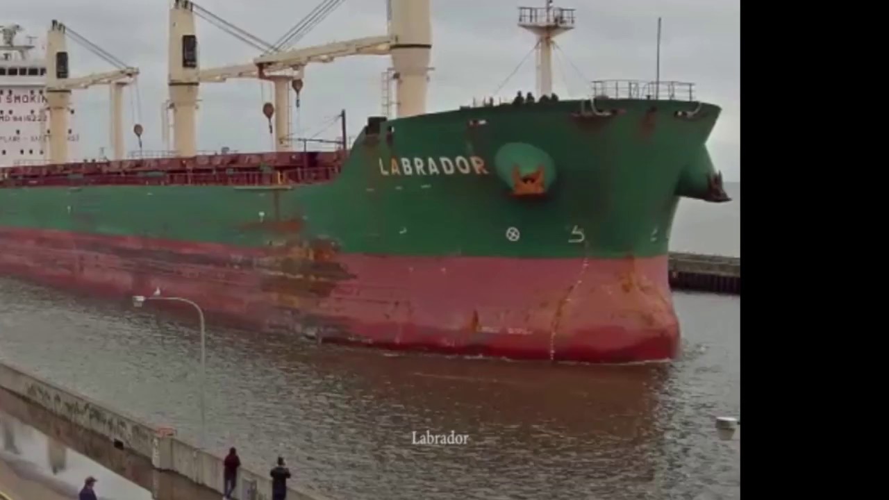 Labrador arrived Duluth 11/29/2016 - YouTube