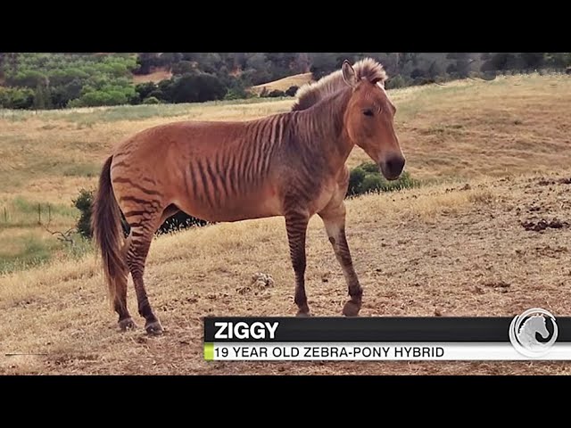 Zebra Horse Mix Zonkeys, Ligers: The Sad Truth About Animal Hybrids.