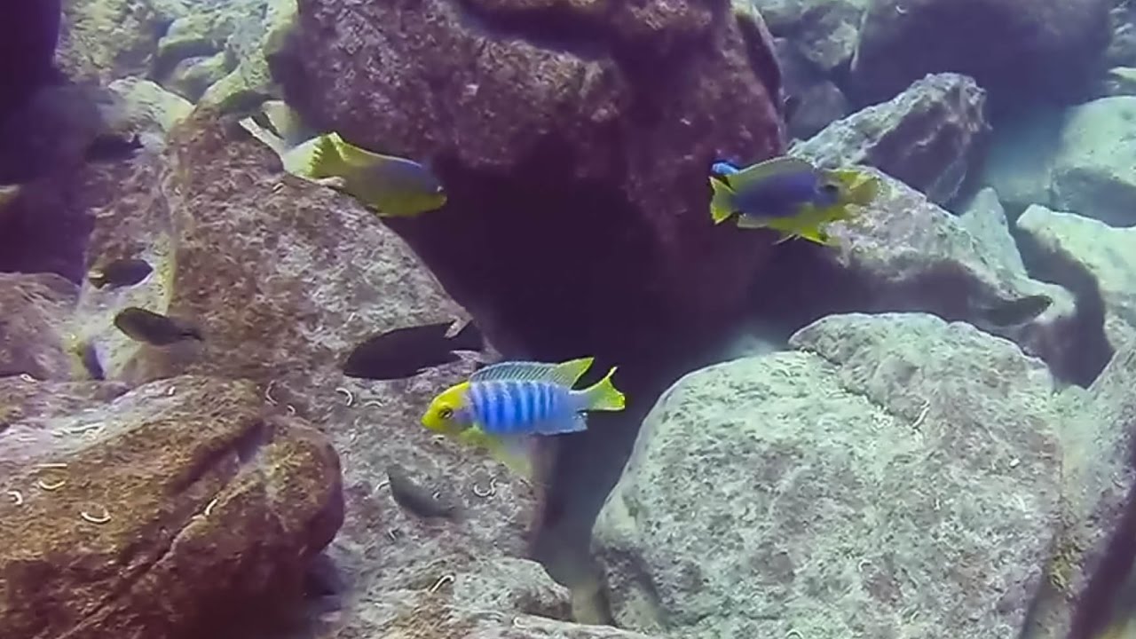 The beauty of African fish in the wild. - YouTube