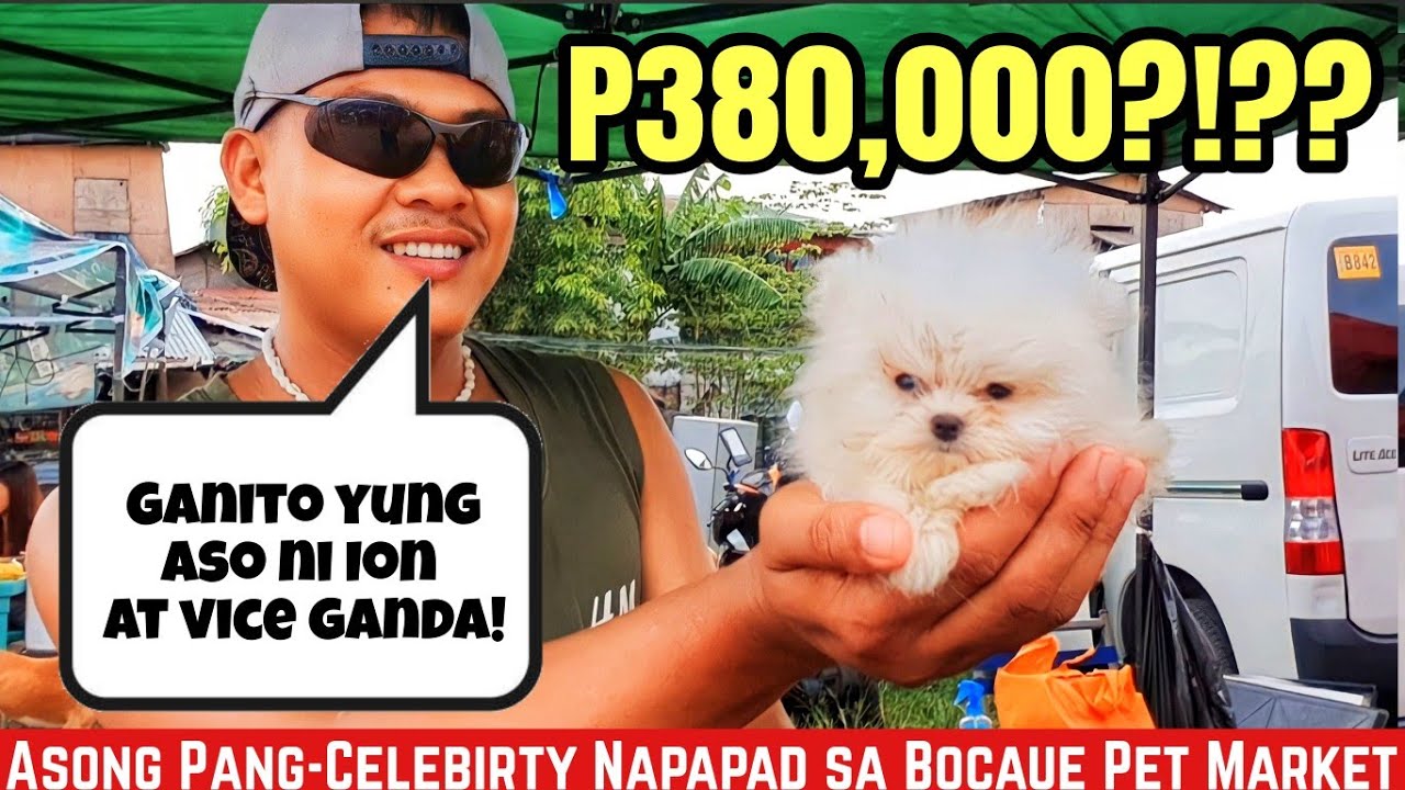 CELEBRITY DOG NA GAYA NG ASO NI ION AT VICE GANDA NA NABILI NG P380K ...