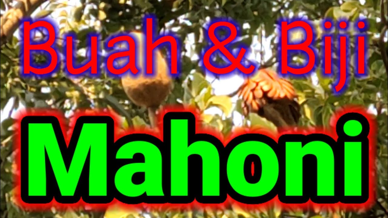 Bentuk buah mahoni, bentuk biji mahoni, bentuk benih buah mahoni, dan ...