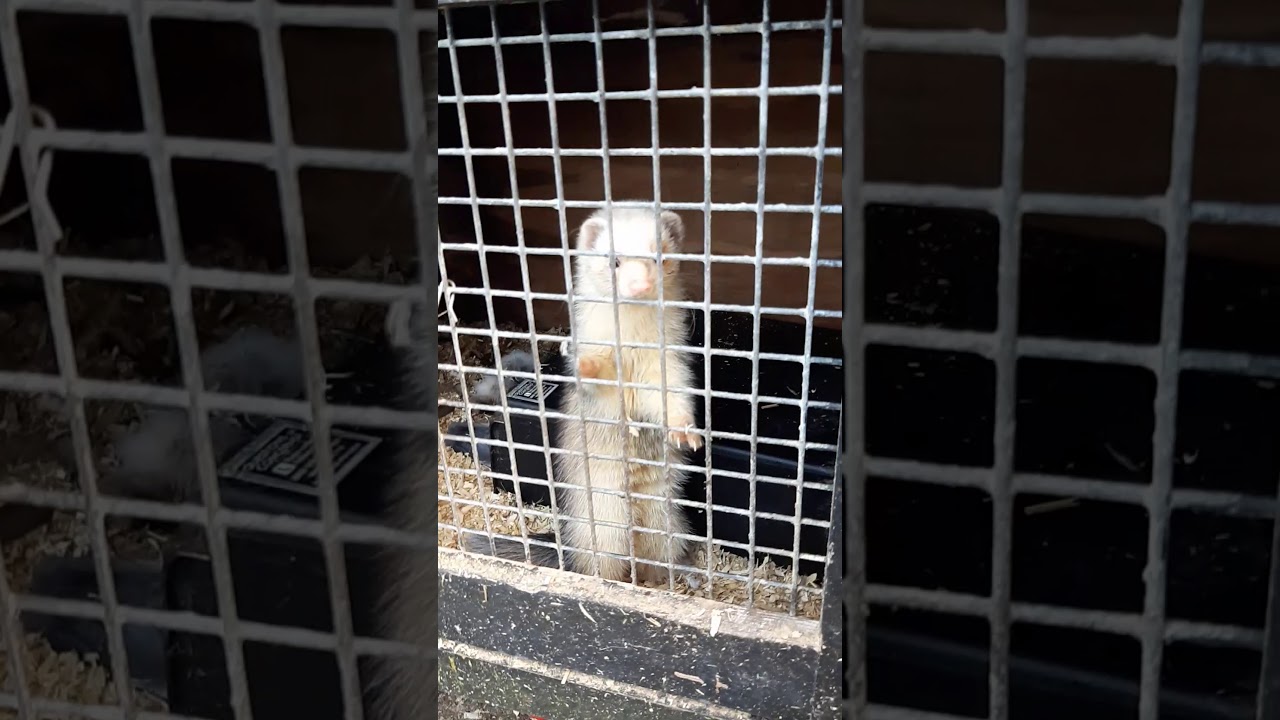 Ferret breeding 2020 silvers and mico cross - YouTube