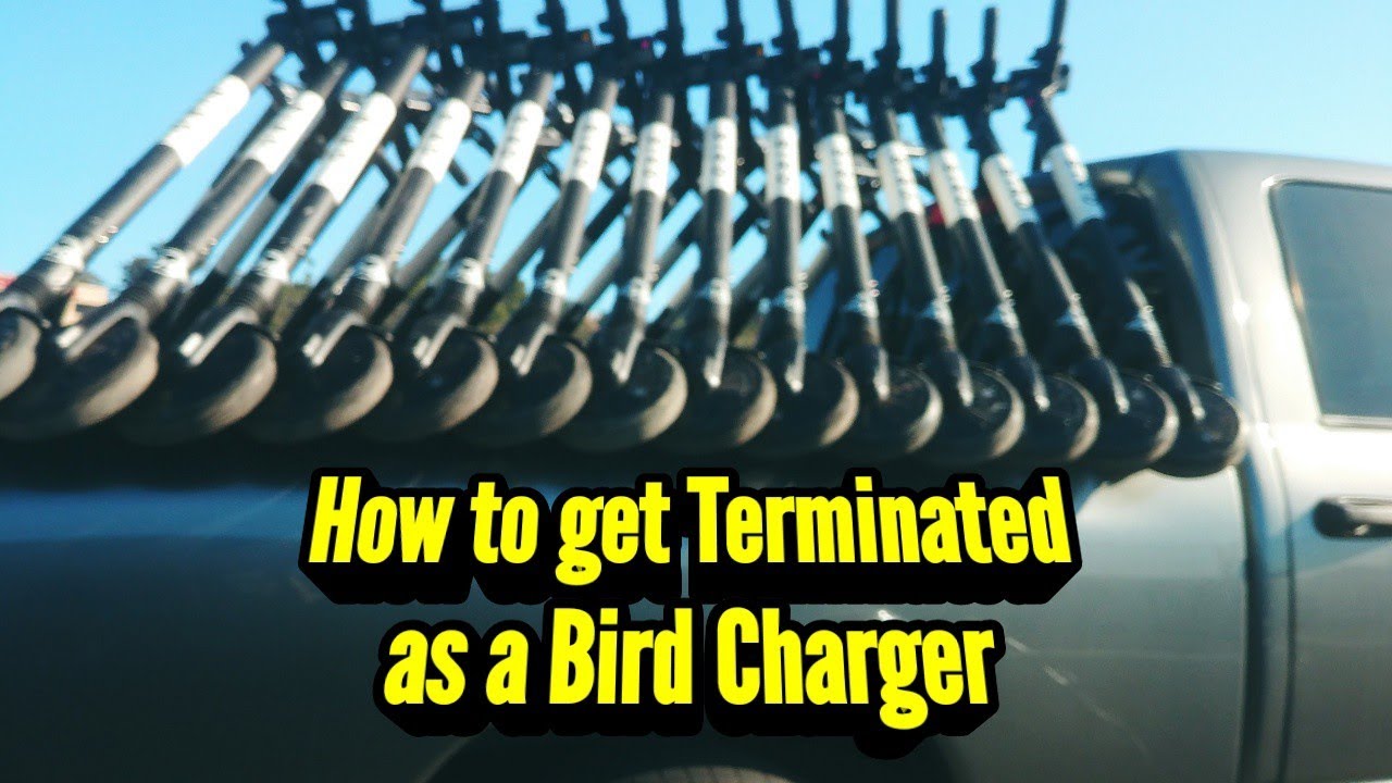 How to get Terminated as a Bird Charger, rules to play by to avoid ...