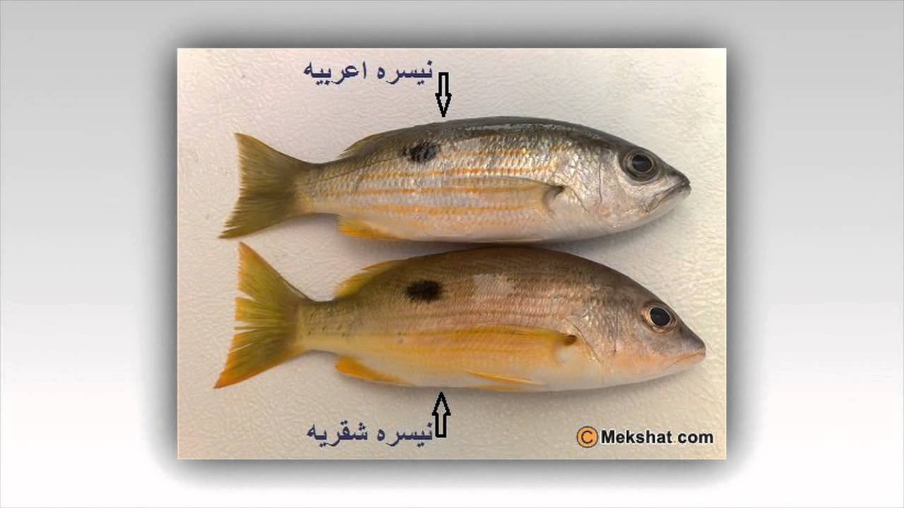 سمك نيسر | Fish Nesser | عالم الحيوان - YouTube