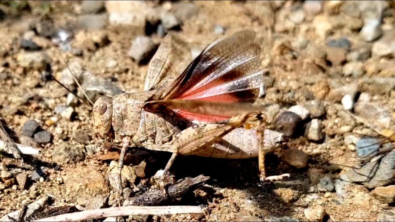 날개가 붉은 참홍날개메뚜기(Bryodemella tuberculata diluta) - YouTube