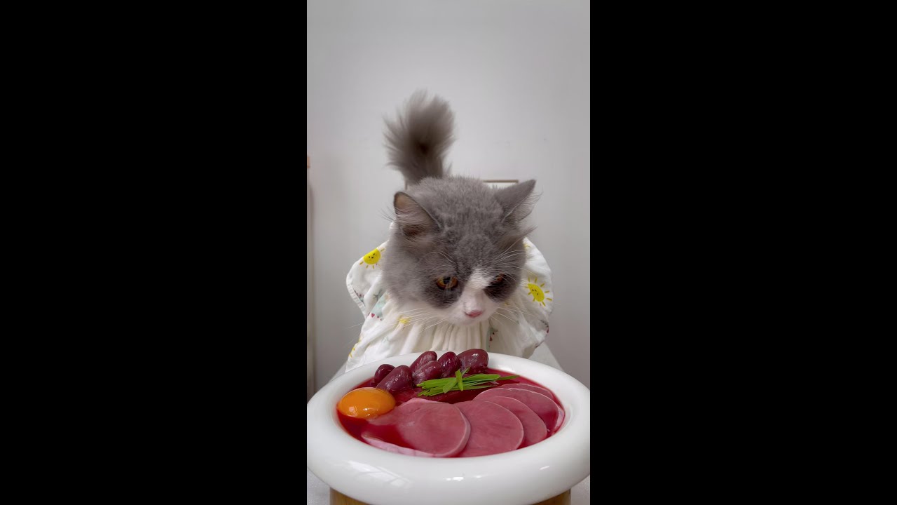 Especially chewy# cat🐱# Cats# Cats# Cats# Cats - YouTube
