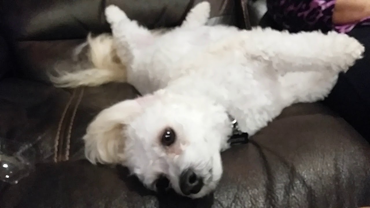 Duster the Dog got a hair cut and isn't as much of a duster anymore ...