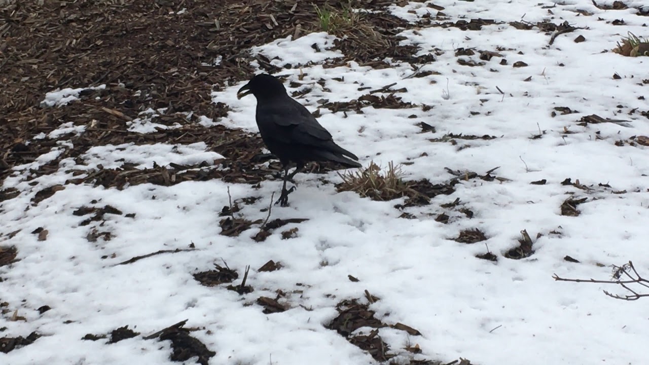 Crow Hiding food in Snow - YouTube