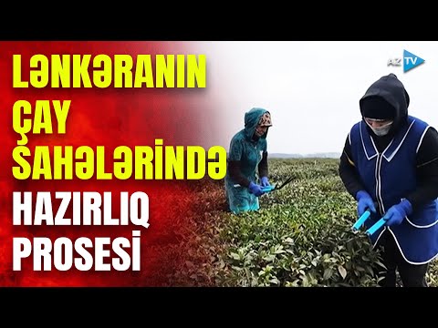 Lənkəranda çay plantasiyalarında yığıma hazırlıq başladı – REPORTAJ