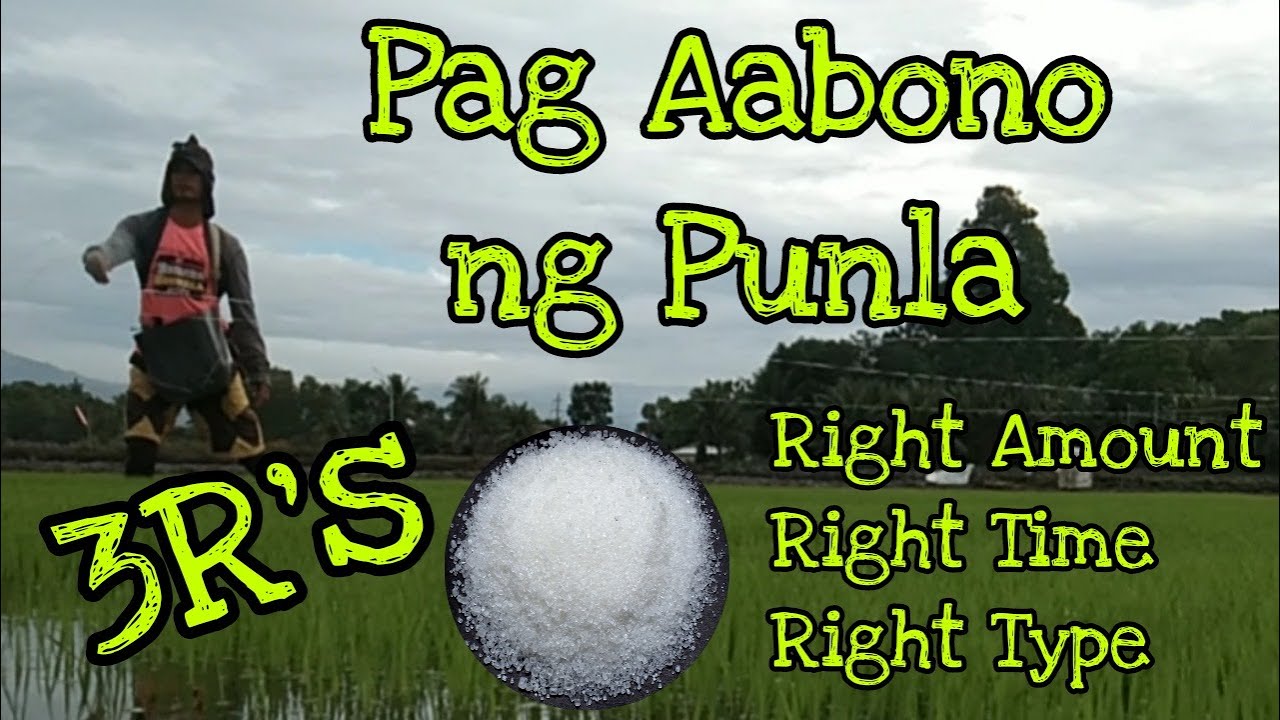 Kailan dapat mag abono ng punla ng palay | #3R's sa pag aaply ng pataba ...