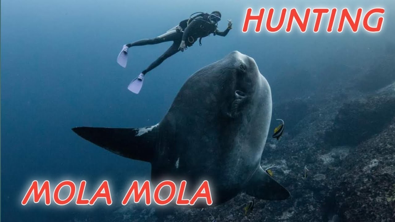 BIG GIANT MOLA MOLA, DIVING WITH NAUTICA BALI - YouTube