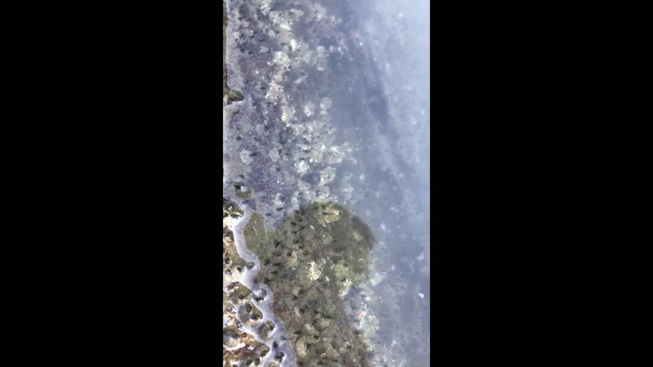 Barnacle Zonation & Feeding (Chthamalus & Balanus) - YouTube