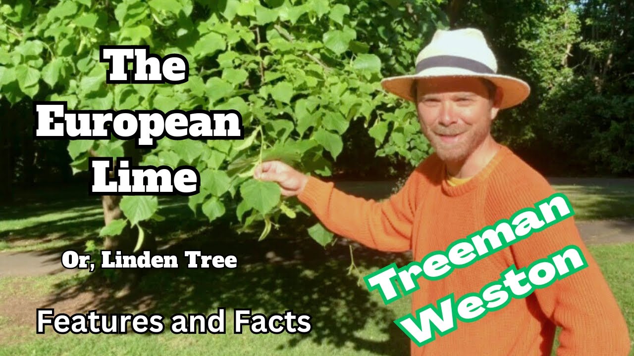 European Lime Tree Identification (Linden Tree) Features and Facts ...