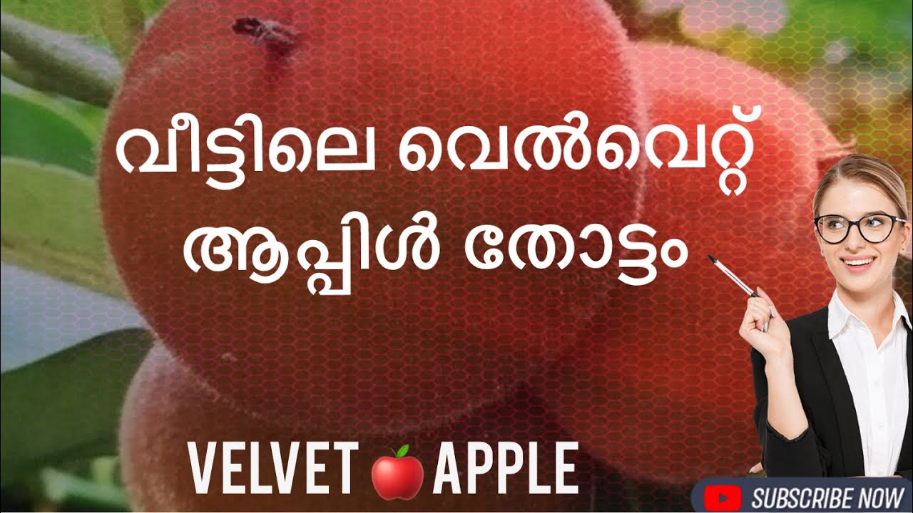വീട്ടിലെ വെൽവെറ്റ് ആപ്പിൾ തോട്ടം VELVET 🍎 APPLE#apple #appleplant # ...