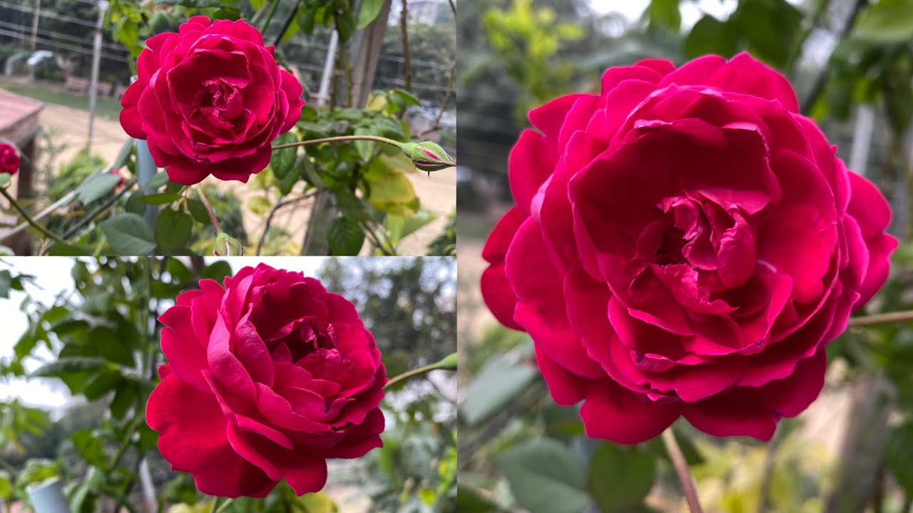 Very Fragrant Old Rose 'Gruss An Teplitz' aka Desi Rose bred by Rudolf ...