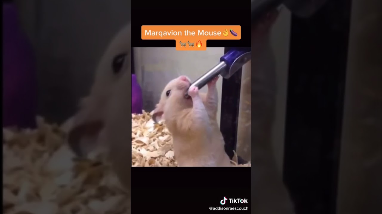 Sus animals - YouTube