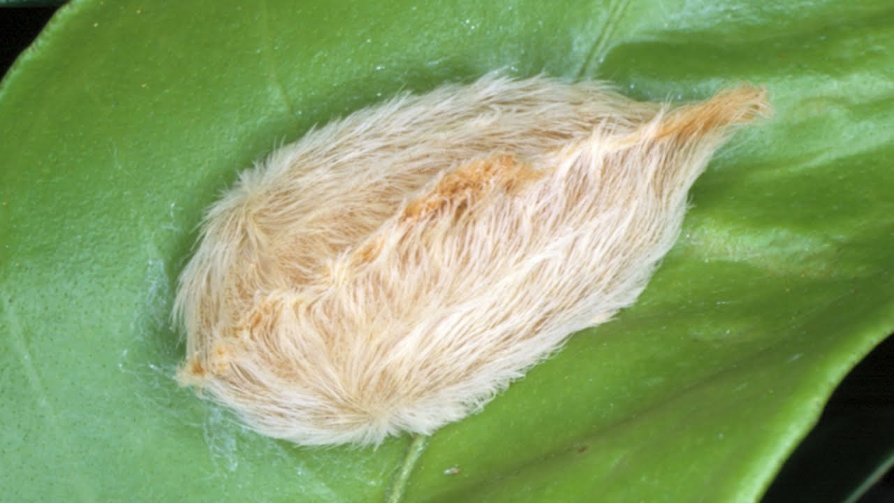 Stinging Caterpillars in Florida - YouTube