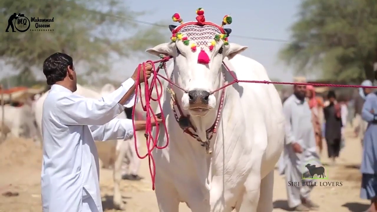 Sibbi Mela Winner |The biggest Sibbi Bull| Sibbi| Pakistan. - YouTube
