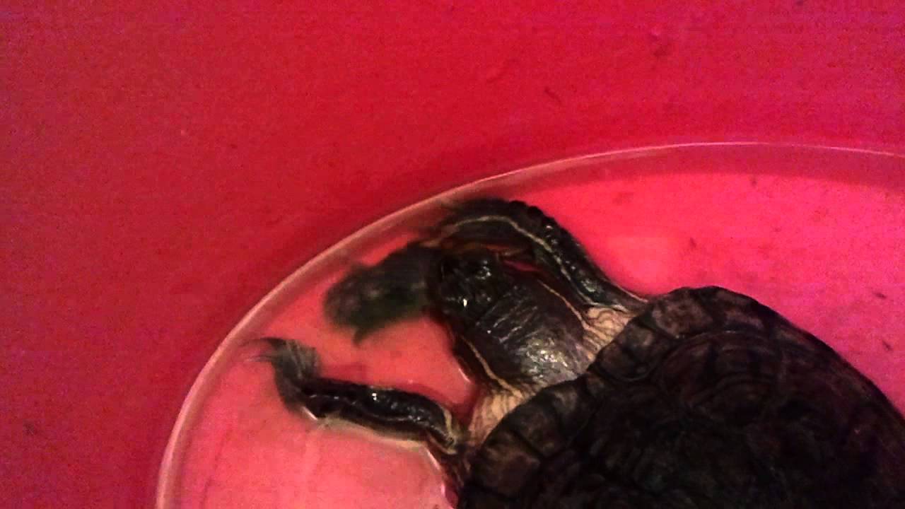 Turtle eating a rat - YouTube