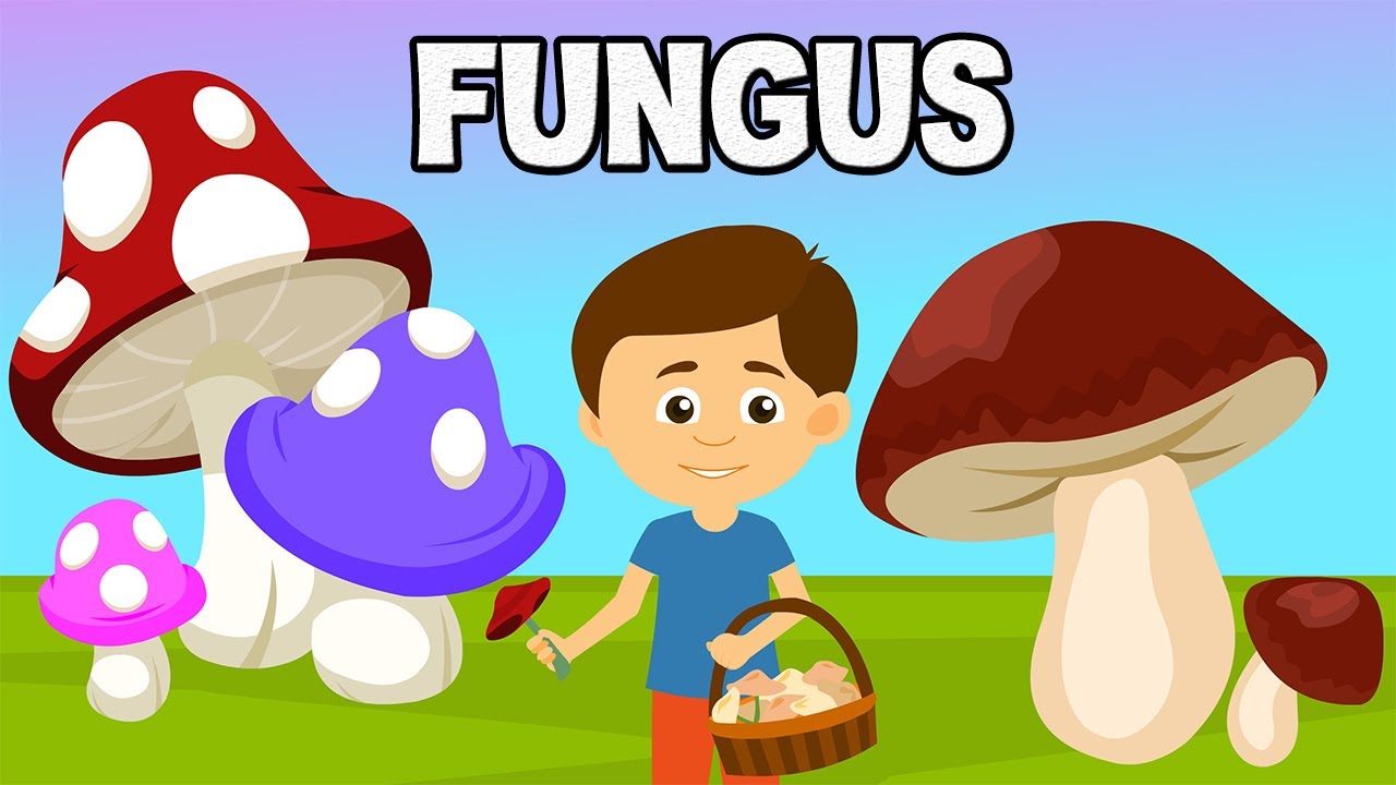 Fungus | Microorganism | Introduction to Fungus | What are Fungi ...
