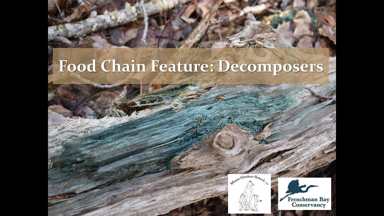 Food Chain Feature: Decomposers - YouTube