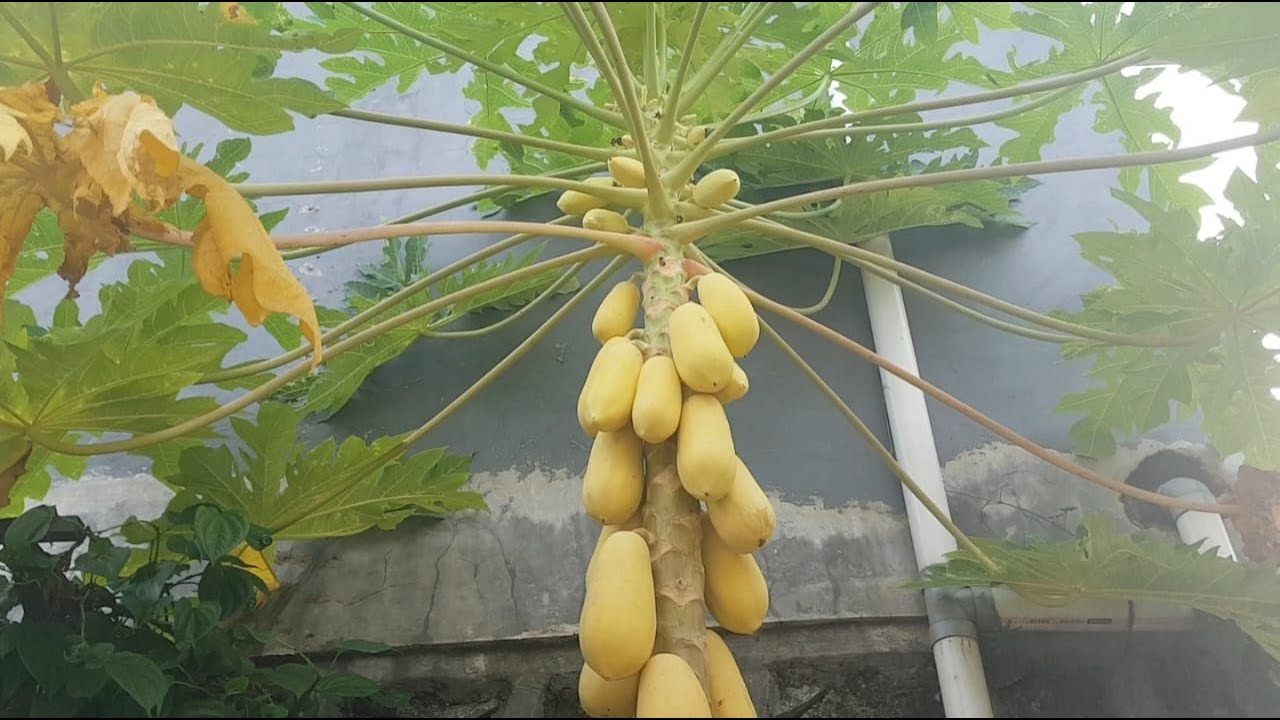 PEPAYA KUNING / GADING / GOLDEN (JANGAN DI MAKAN DULU MESKI BUAH PEPAYA ...