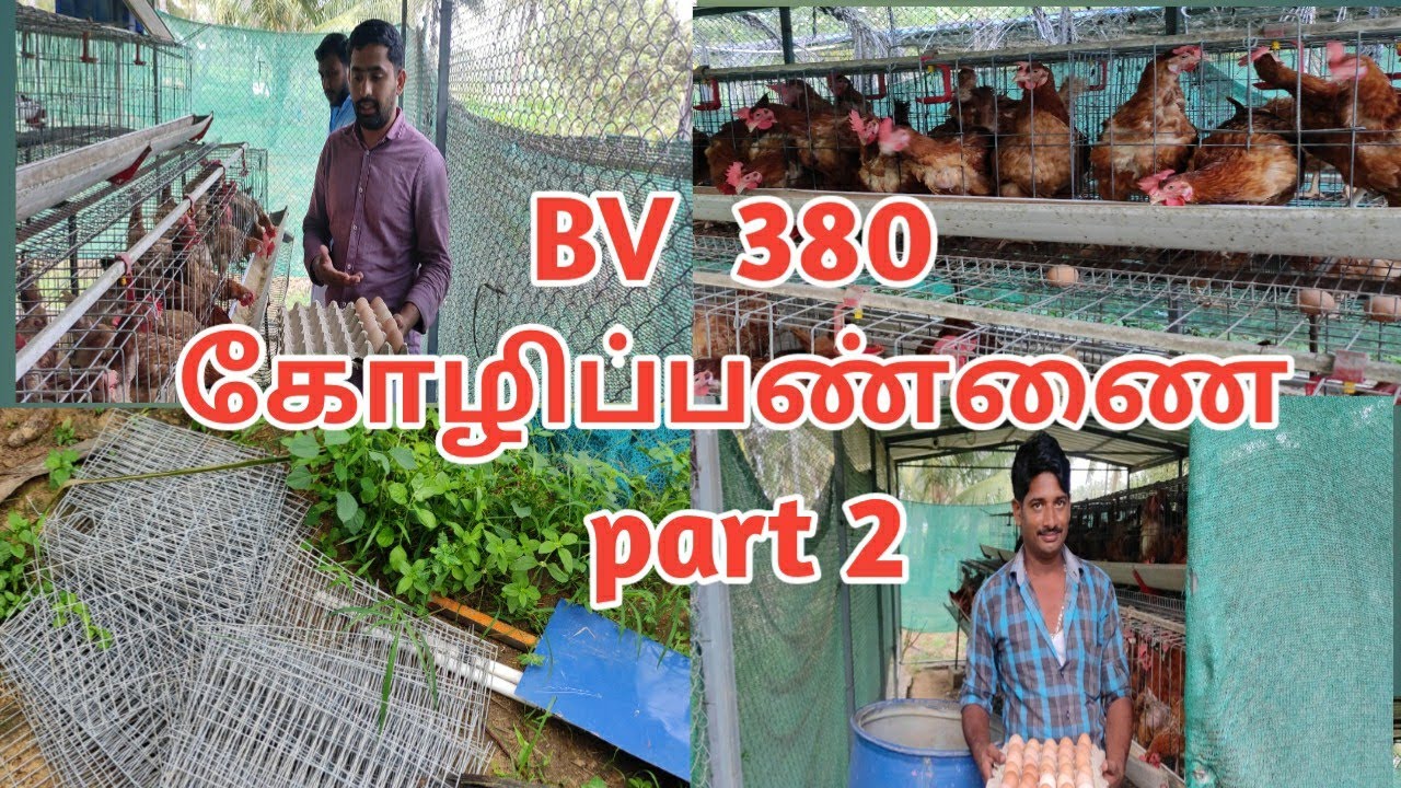 BV380 கோழிப்பண்ணை part- 2 || BV 380 chicks full details & answer your ...