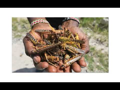 Biblical LOCUST Plague of Apocalyptic Size - YouTube
