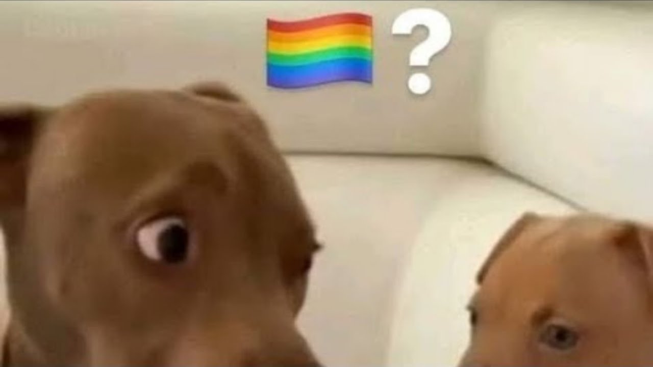 SHIPOST COMPILADO 🏳️‍🌈#? - YouTube