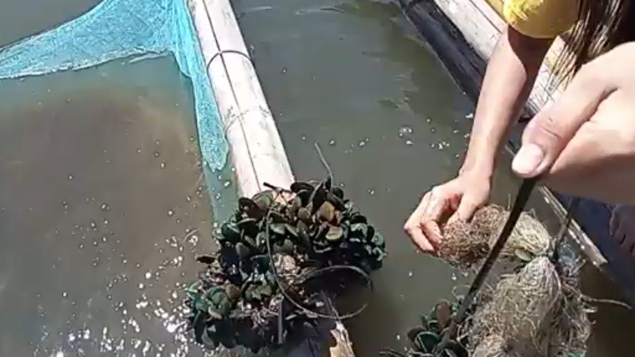 Tara na't dayuhin natin ang taniman ng tahong at talaba sa New ...