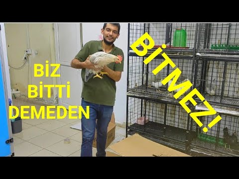 TAVUK CİVCİV SEVKİYATLARIMIZ SON GAZ DEVAM EDİYOR ! EDİRNE VE TOSYA