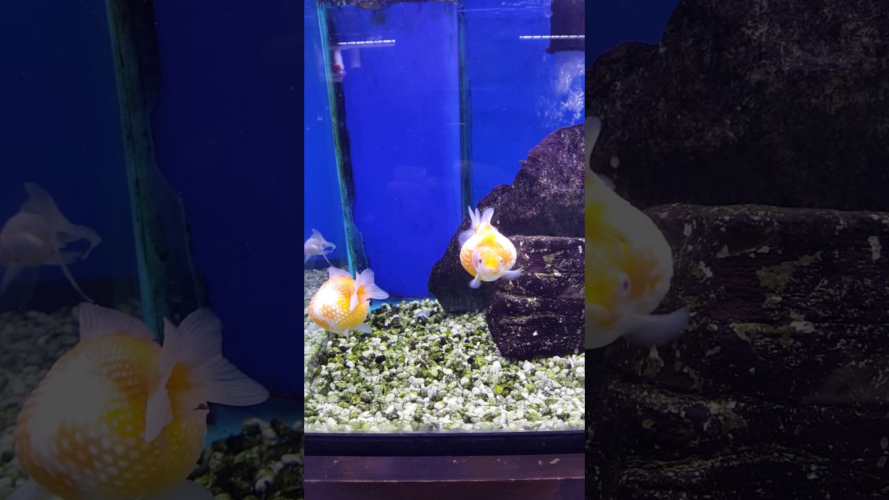 Genetic Monsters: Pearl Scale Oranda Goldfish - YouTube