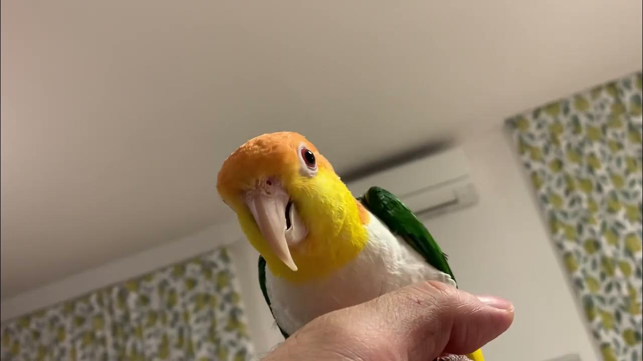 Today’s Happy Birbs🥚🍅🥝🍋 - YouTube