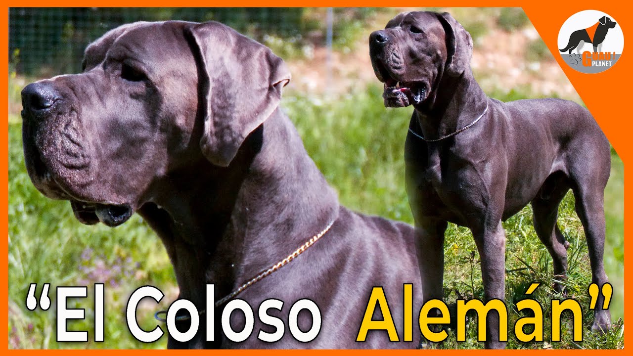 🐾 El Dogo Alemán "el Coloso de las razas caninas" #dogo #grandanes 🐶 ...