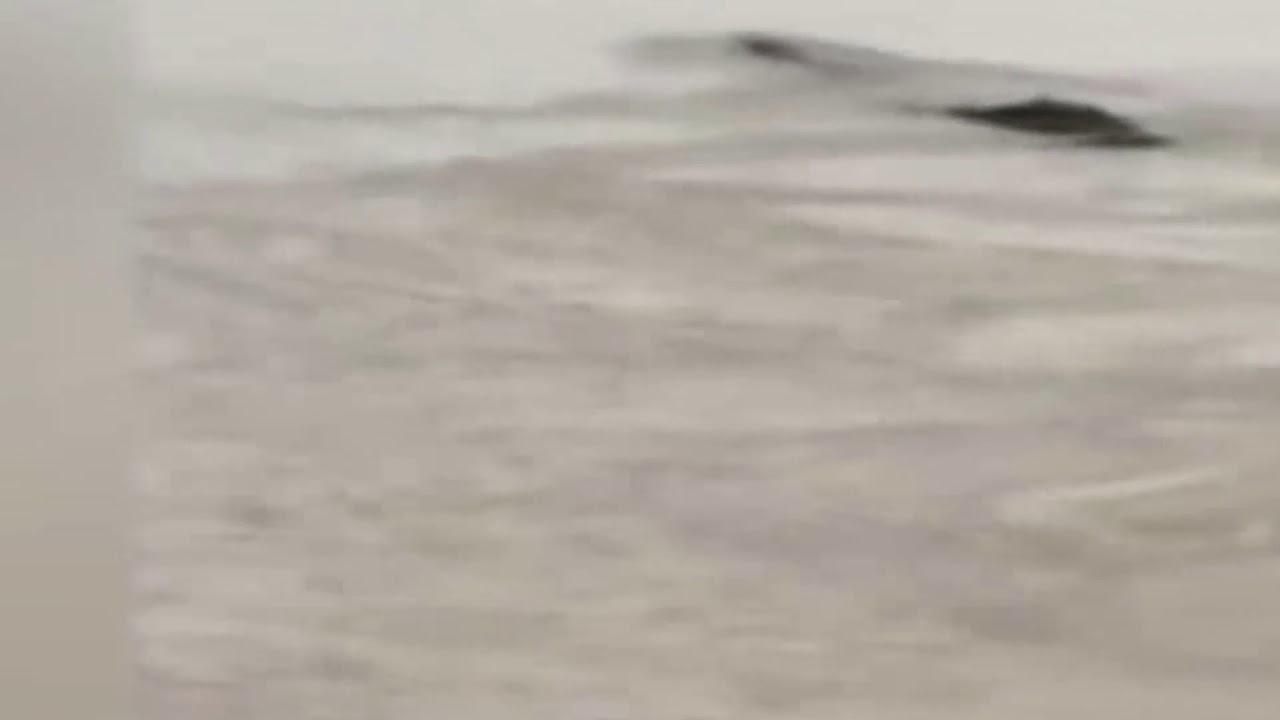 Chinas Lock Ness Monster Caught On Camera - YouTube