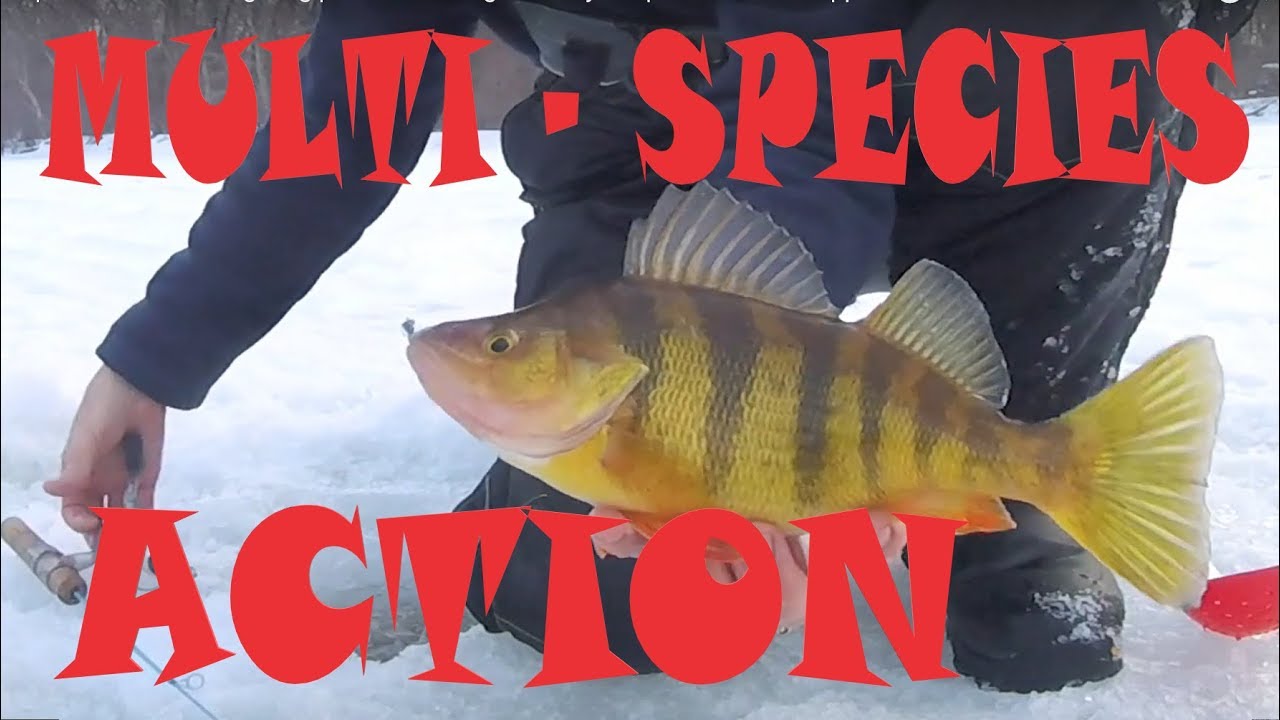 Multi Species Action - Targeting perch - catching a variety of species ...