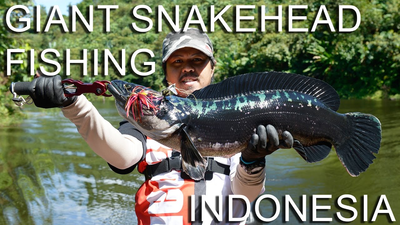 Giant Snakehead Fishing Riau-Indonesia - YouTube