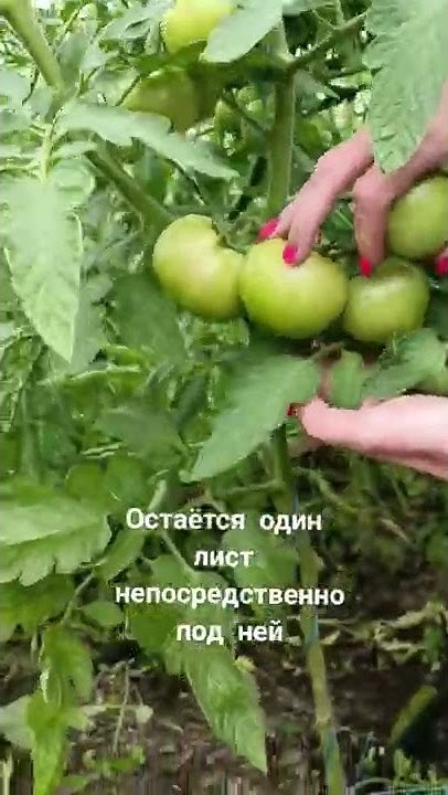 как убирать листья у томатов - YouTube